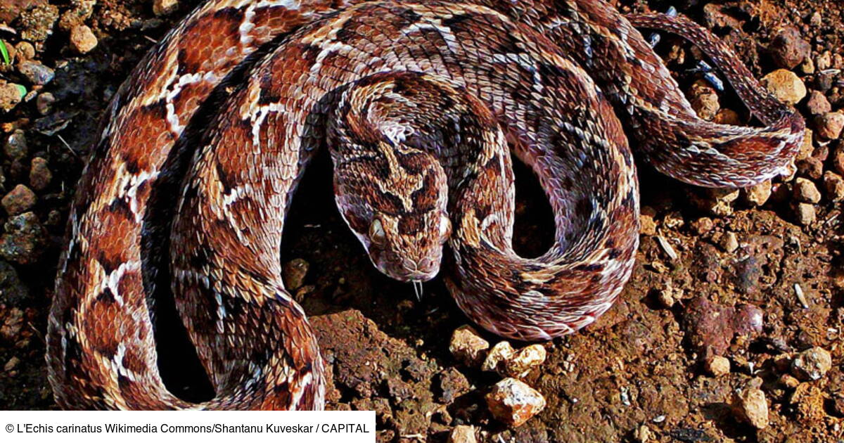 6 médicaments fabriqués à partir de venin de serpent et d'autres ...