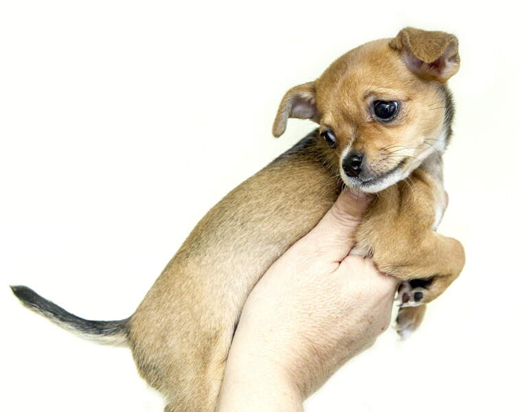 Le top 10 des races de chiens les plus chères - Capital