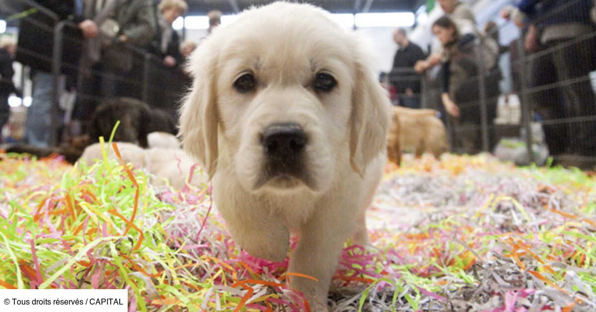 Le marché en or des animaux de compagnie