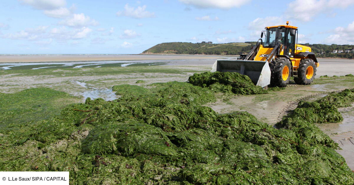 Algues vertes : le fléau de la Bretagne est de retour - Capital.fr