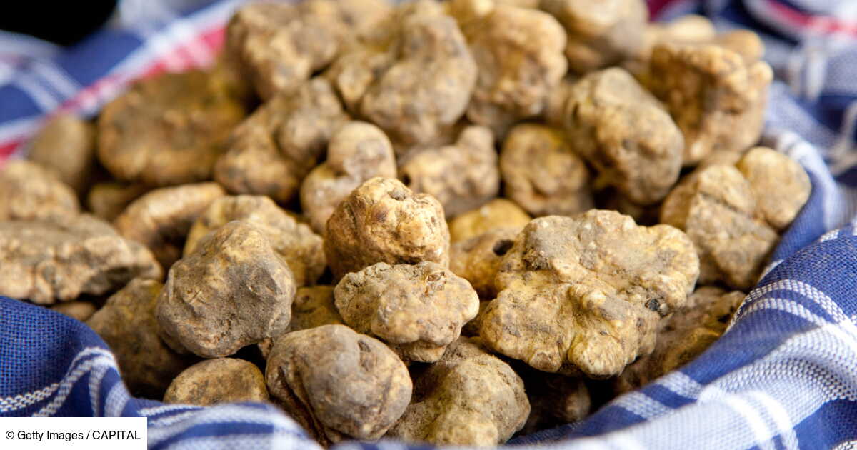Cette truffe s’est vendue à un prix record