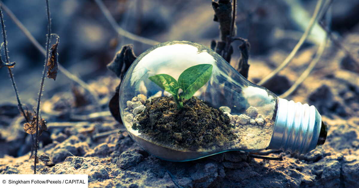 12 idées de business verts à suivre