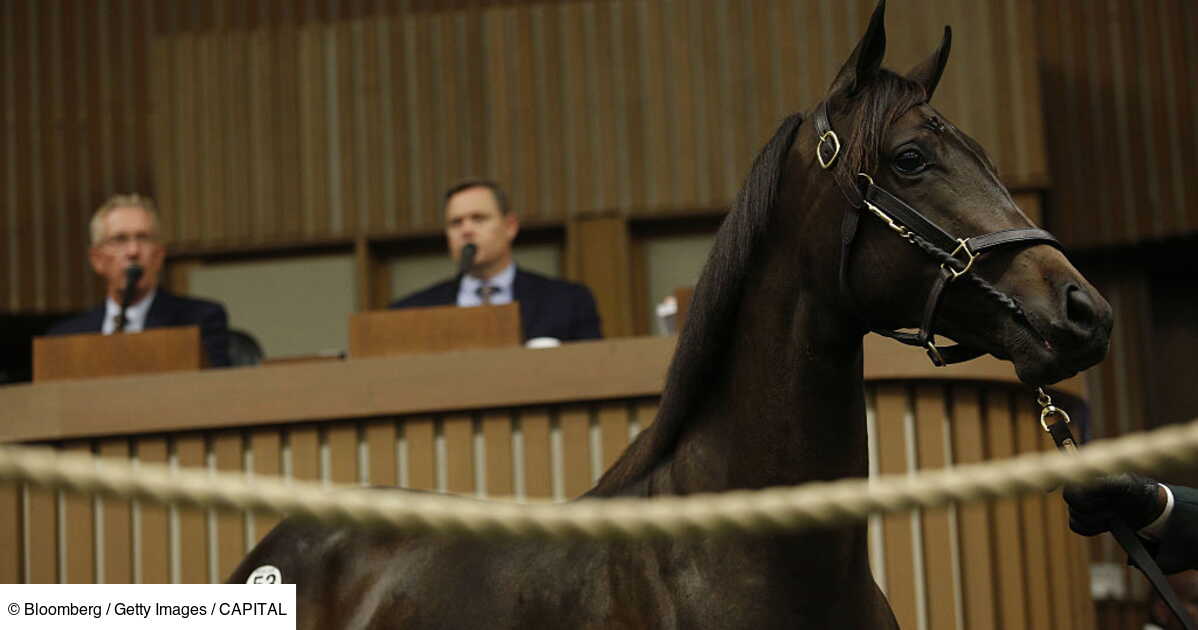 Un cheval de course vendu aux enchères pour un montant record