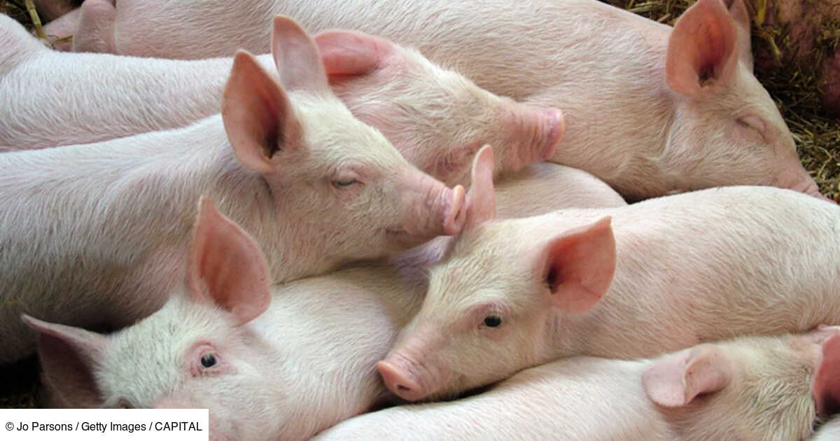 Israël autorise l’importation de porc... casher