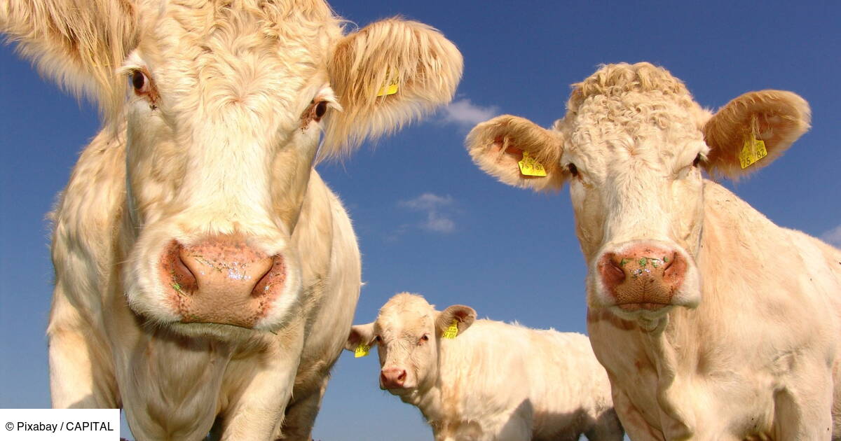 Les enfants trayaient une vache qui ne produit pas de lait… Auchan s ...