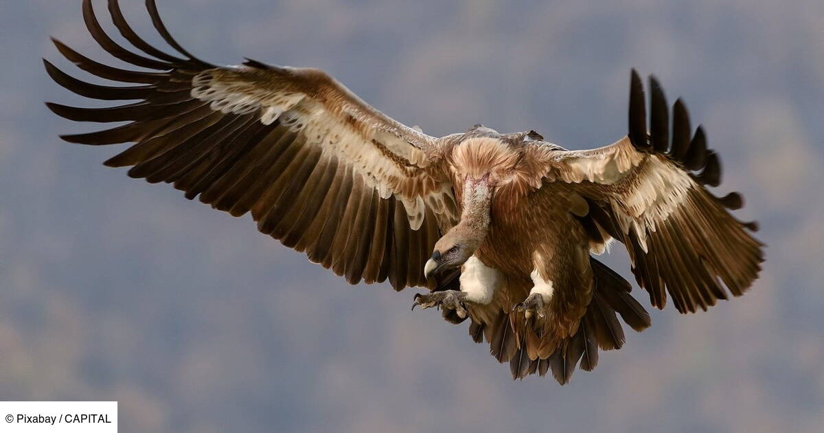 Fonds vautour : principe et caractéristiques - Capital.fr
