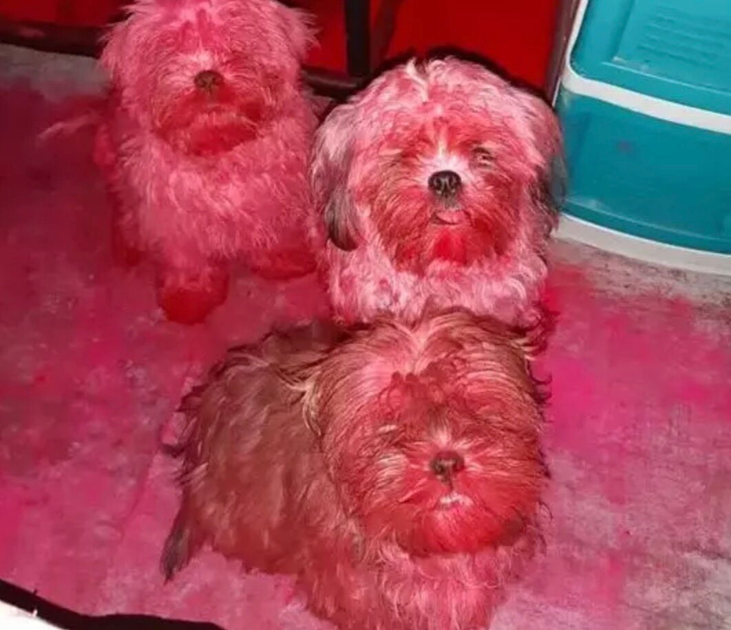 Curious puppies end up completely pink after this disastrous make-up ...