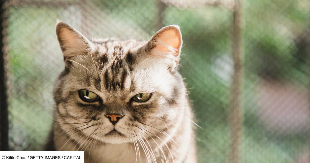 Un chat capturé près d’une prison pour avoir transporté de la drogue ...