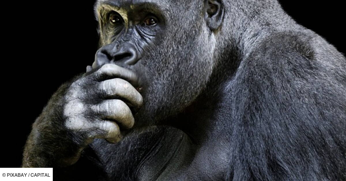 Chiens, gorilles, abeilles et guêpes... Comment pensent les animaux qui nous entourent ...