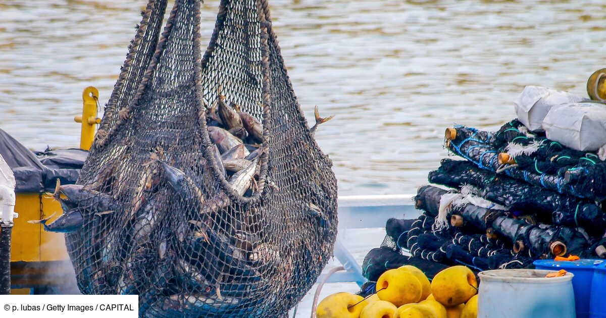 Avis aux amateurs de thon, l'ONG Bloom épingle Carrefour et une ...