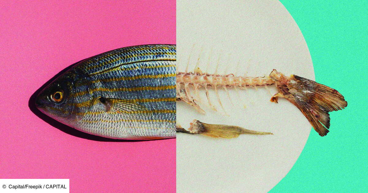 Pêche : mangeons-nous des poissons issus de zones marines protégées