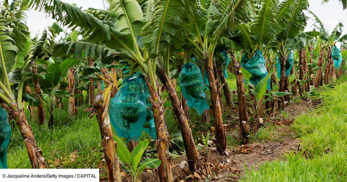 Chlordécone aux Antilles : tout comprendre à ce pesticide toxique